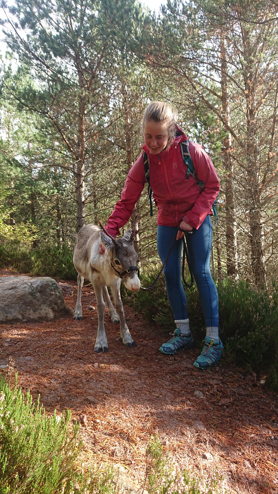 The Story of Zoom - The Cairngorm Reindeer Herd