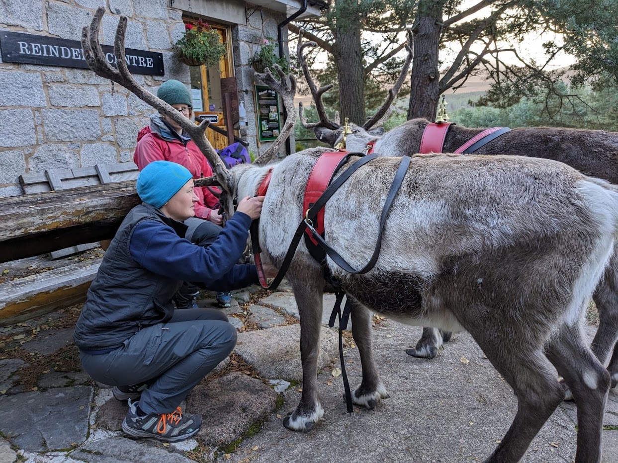 Photo Blog: A Typical Sleigh Training Session - The Cairngorm Reindeer Herd