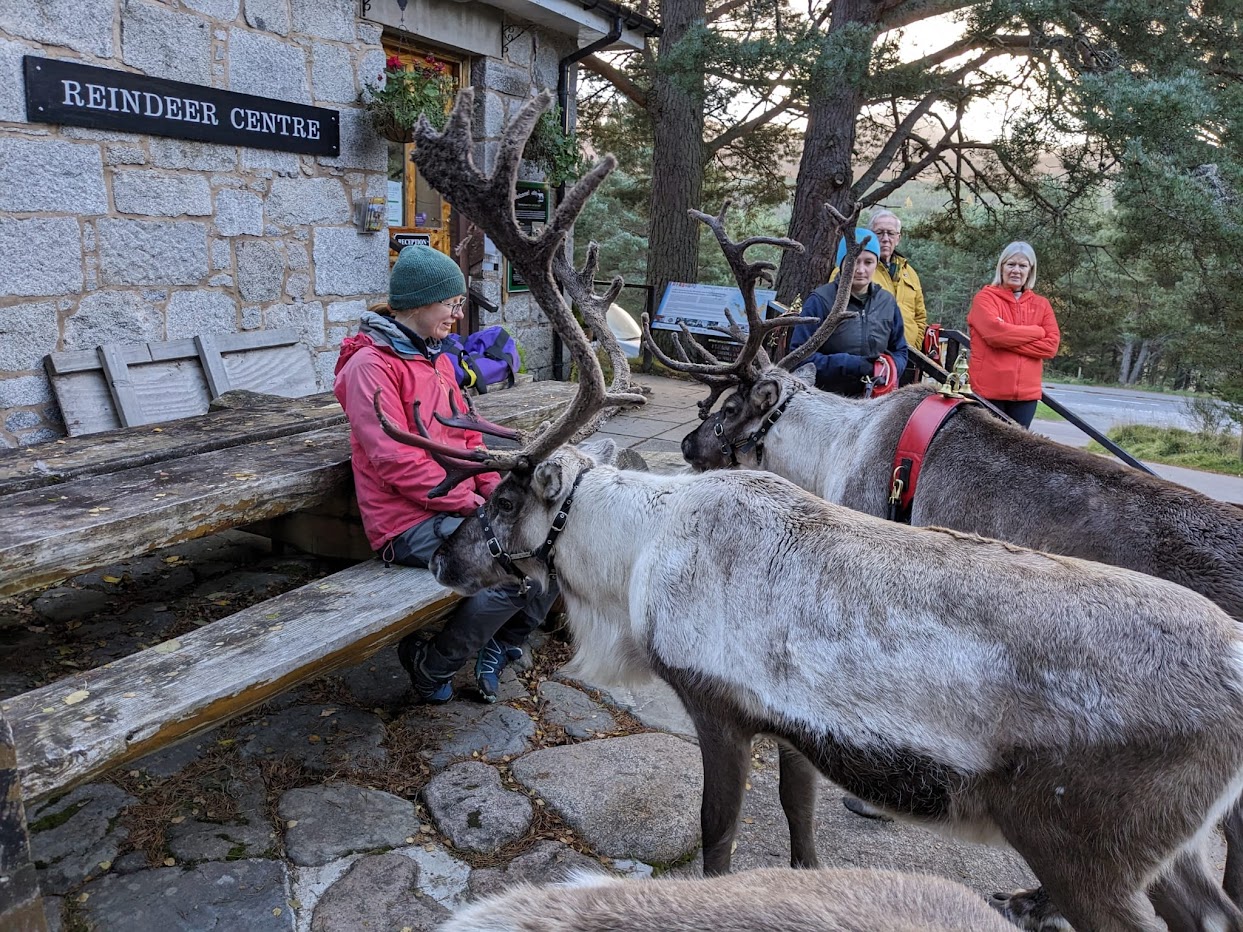 Photo Blog: A Typical Sleigh Training Session - The Cairngorm Reindeer Herd