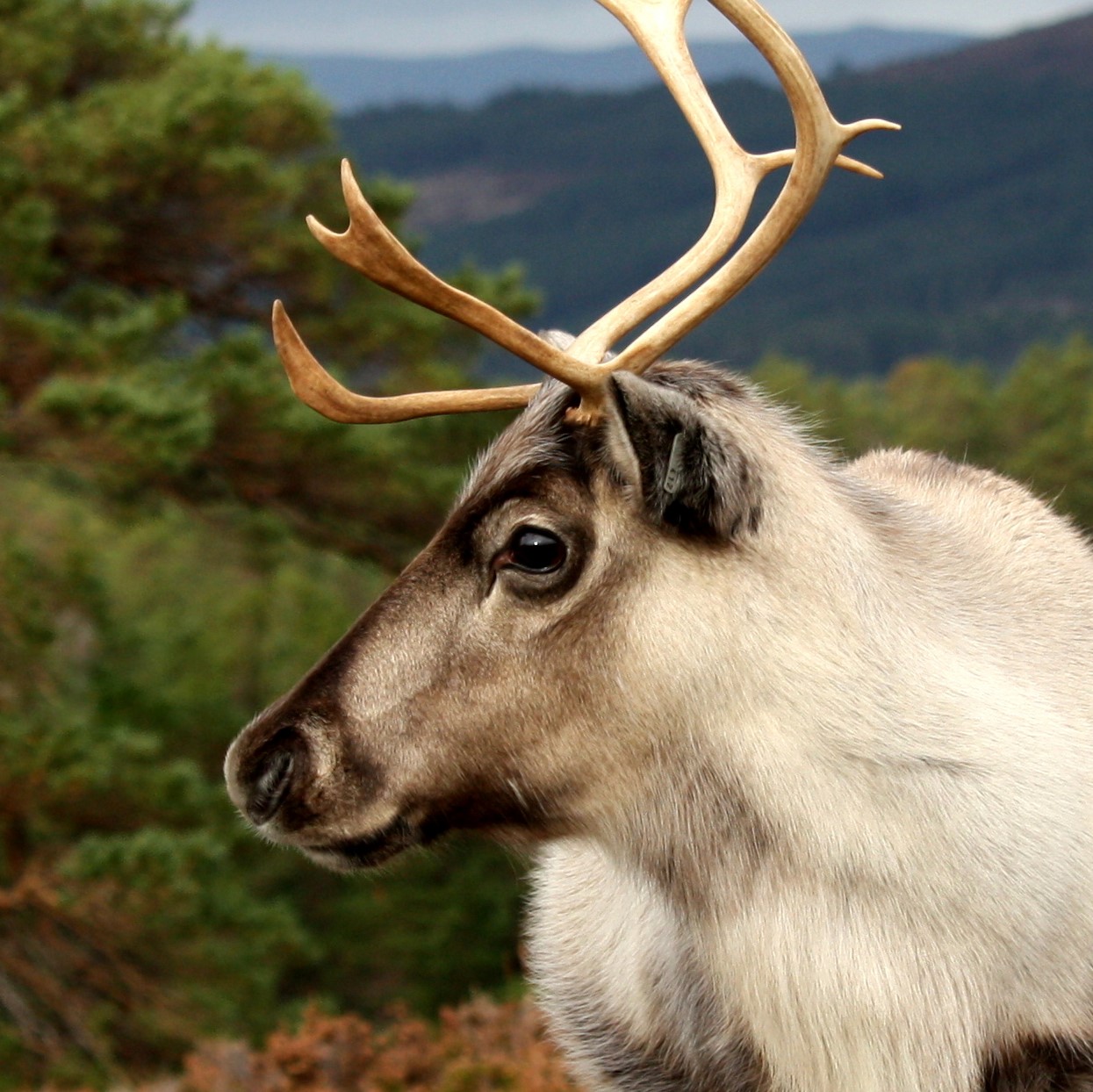 Adopt – The Cairngorm Reindeer Herd