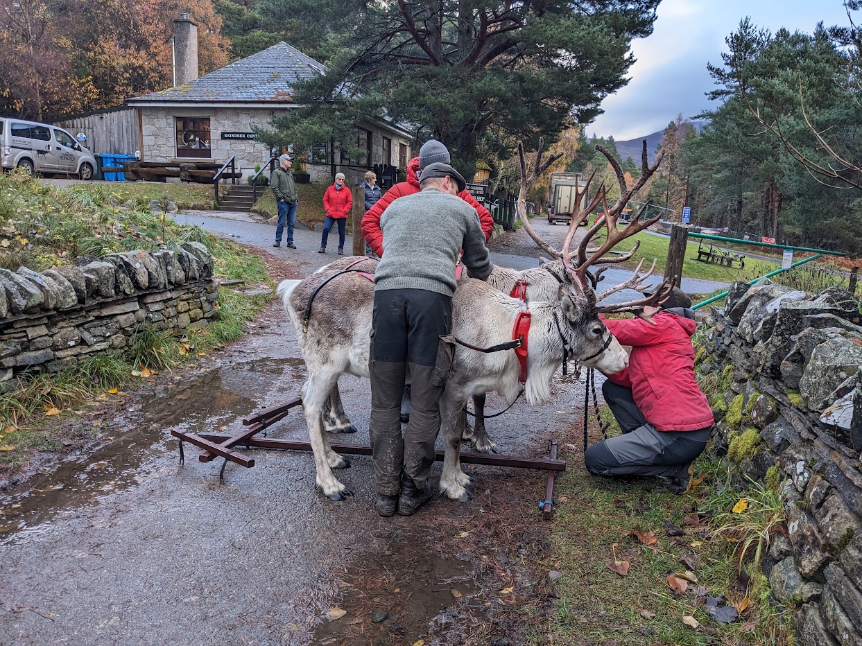 Photo Blog: A Typical Sleigh Training Session - The Cairngorm Reindeer Herd