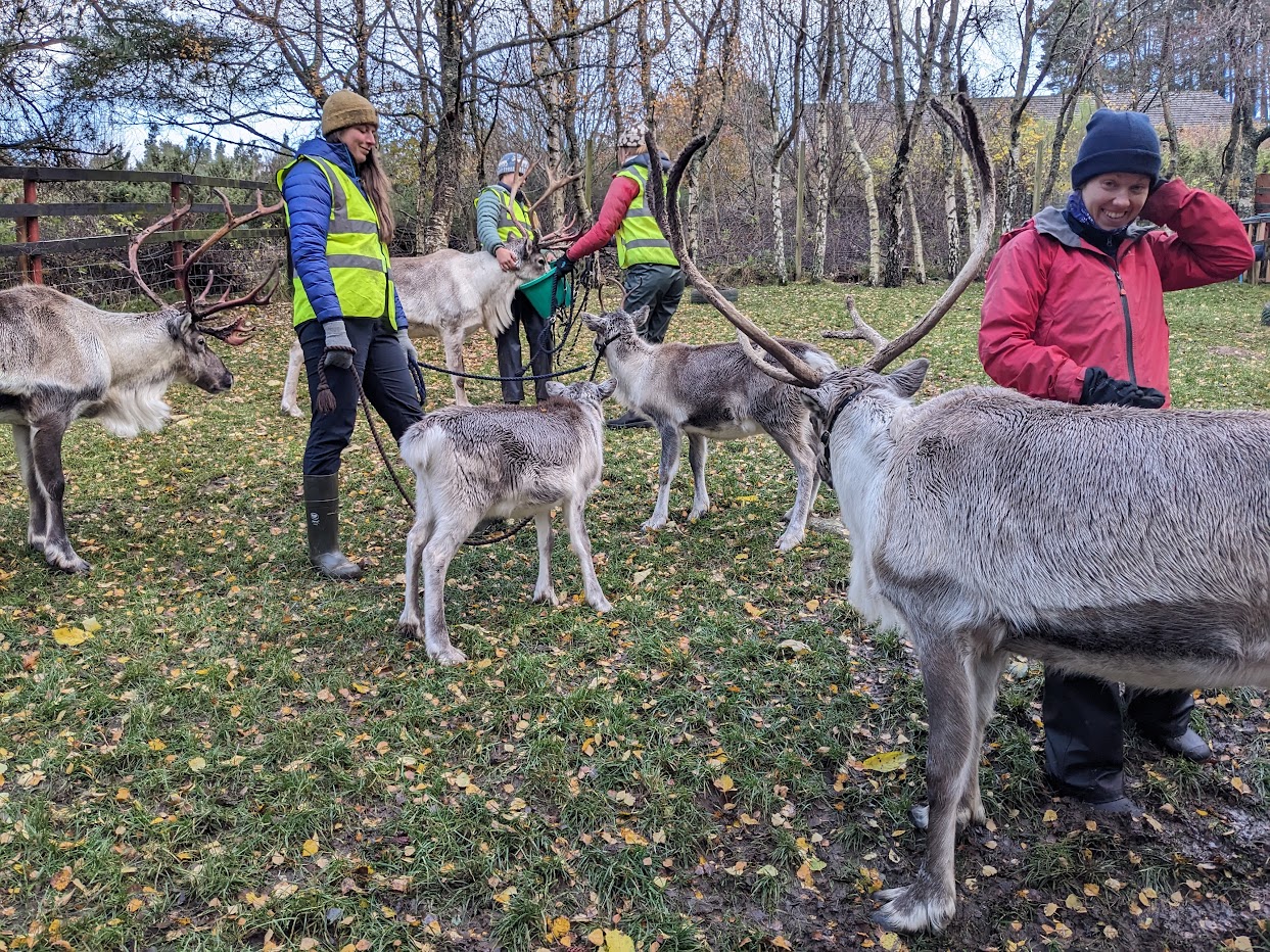 Photo Blog: A Typical Sleigh Training Session - The Cairngorm Reindeer Herd