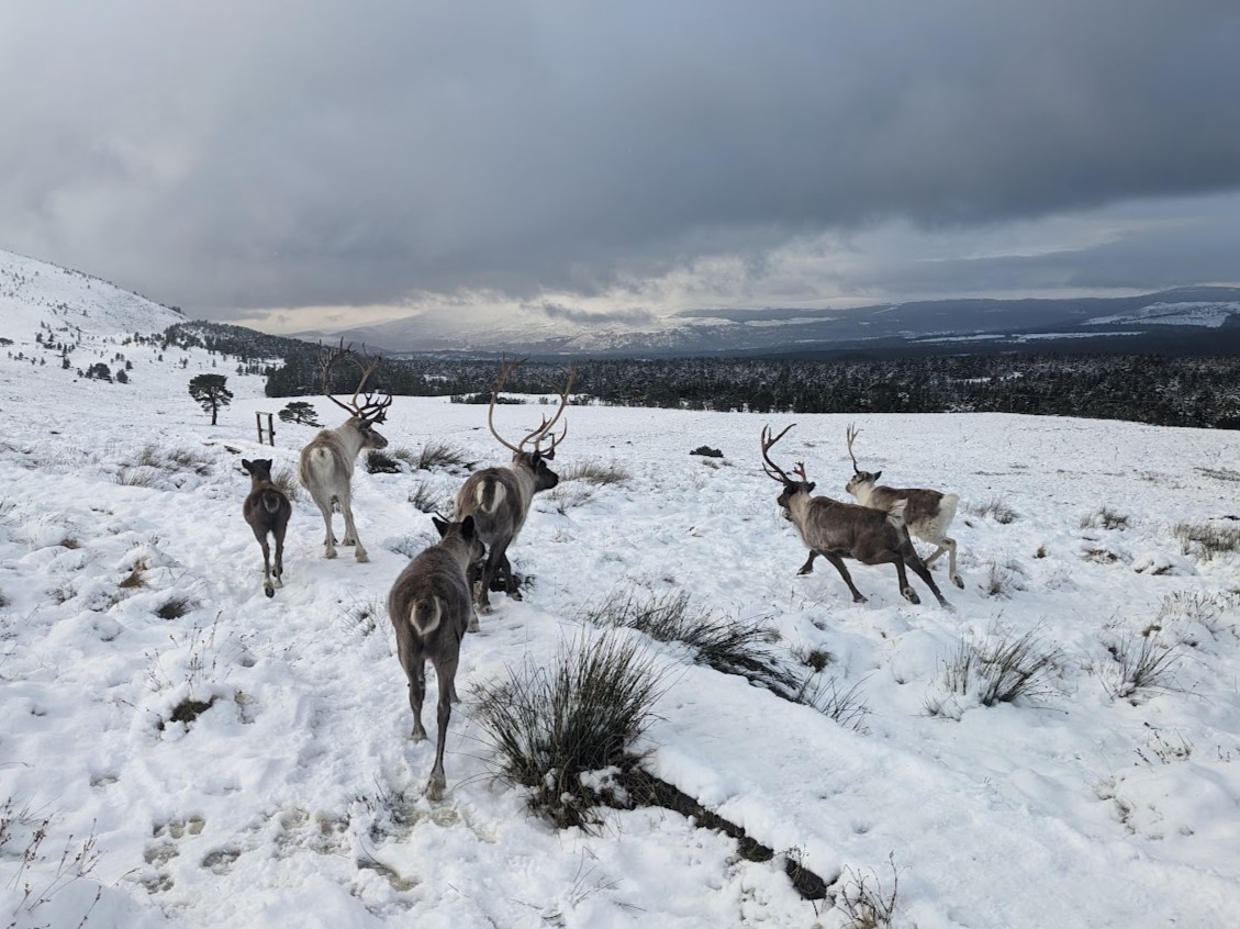 December 2023 – The Cairngorm Reindeer Herd
