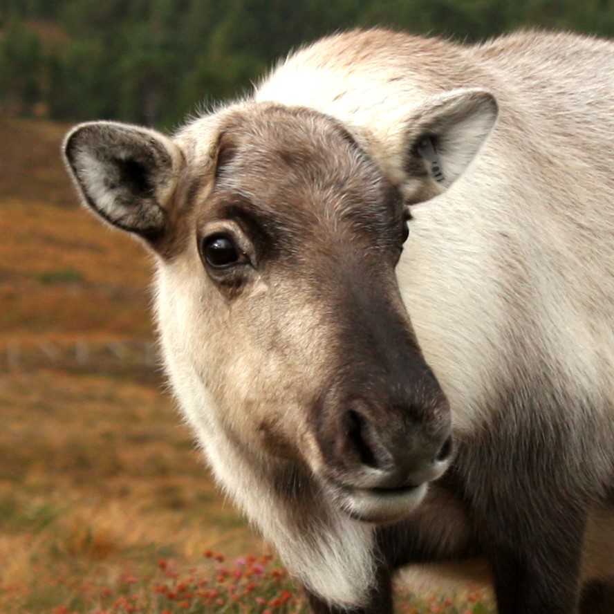 Adopt – The Cairngorm Reindeer Herd