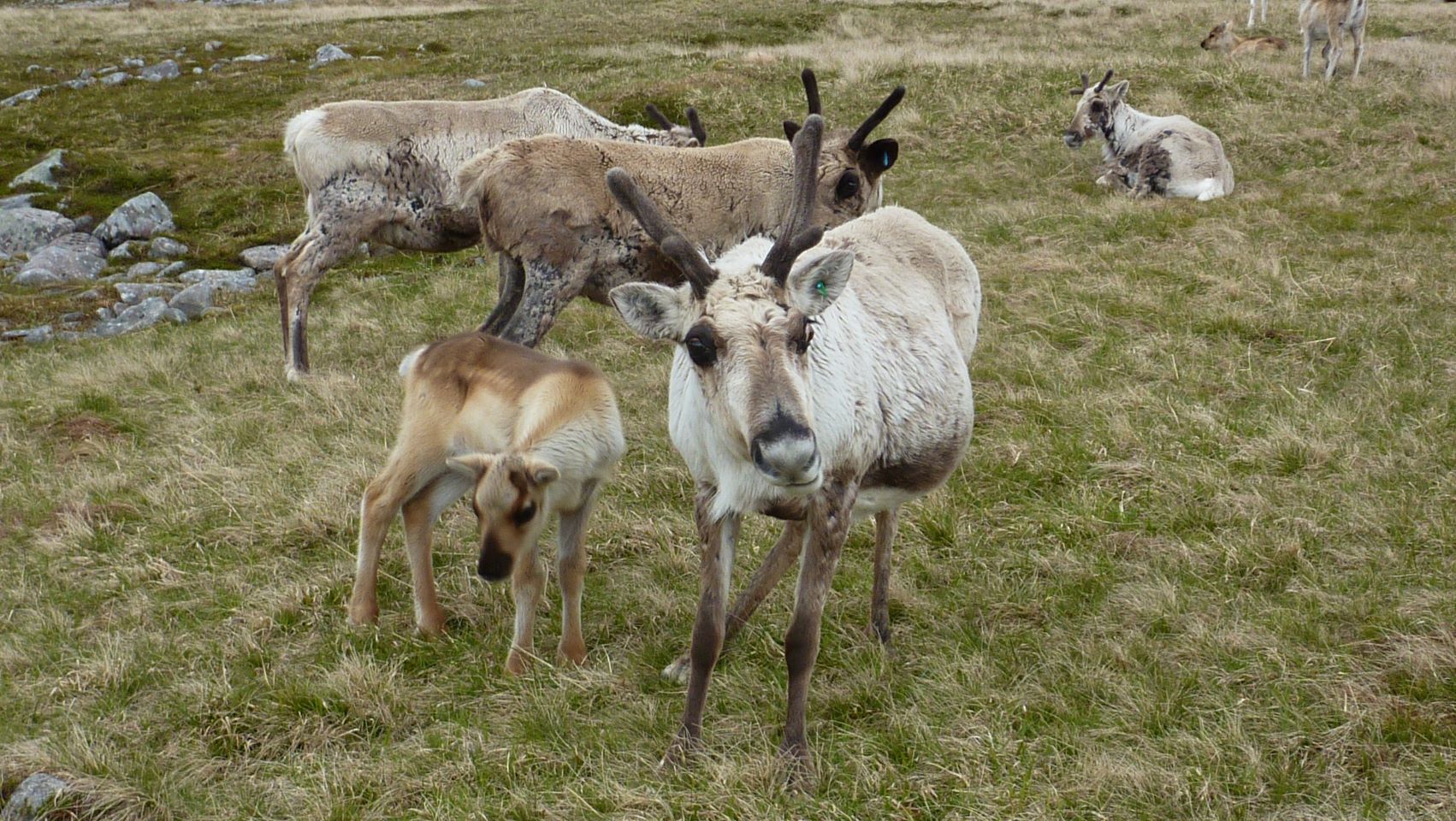 Blog – The Cairngorm Reindeer Herd