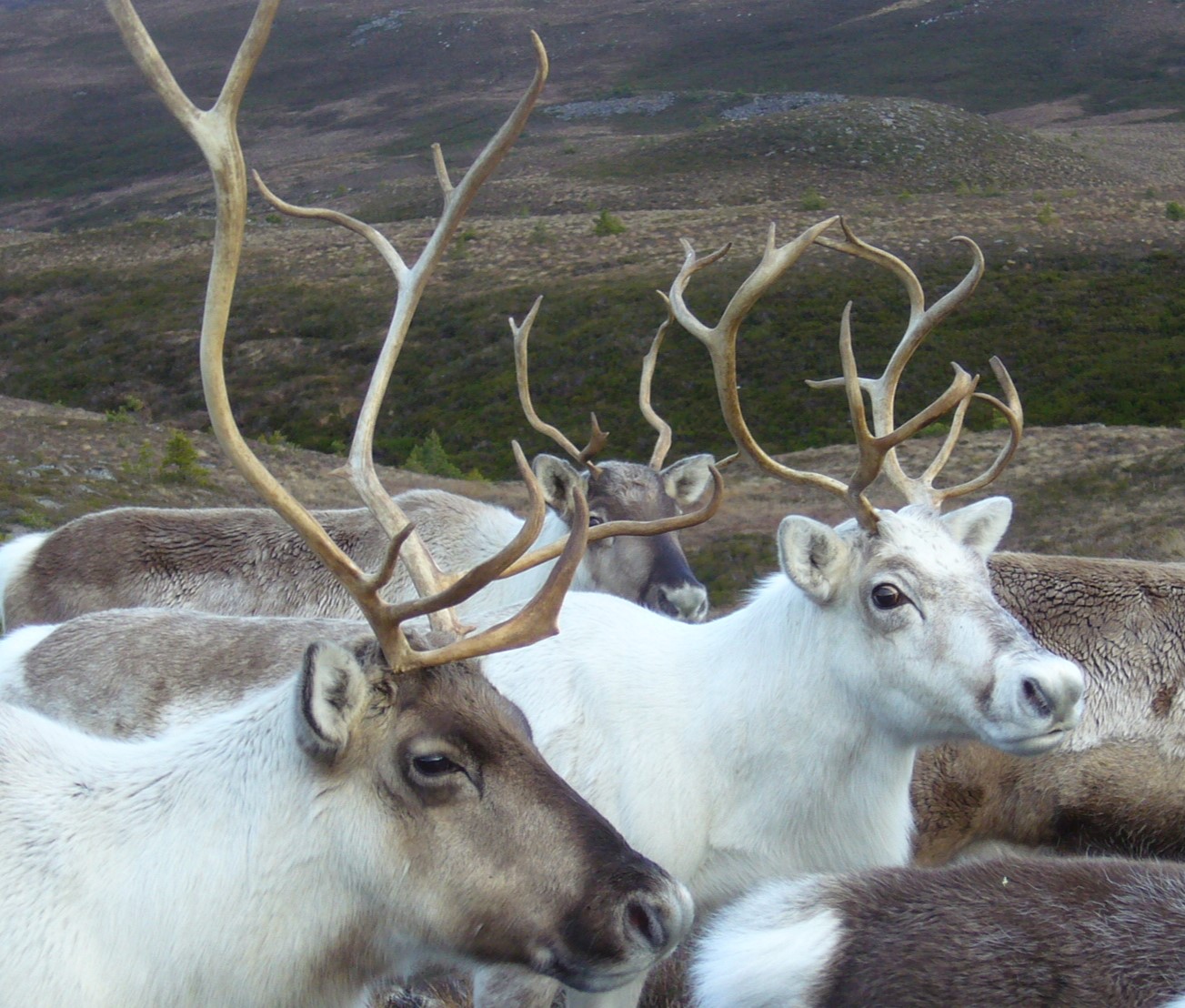 Memorable reindeer: Lute - The Cairngorm Reindeer Herd