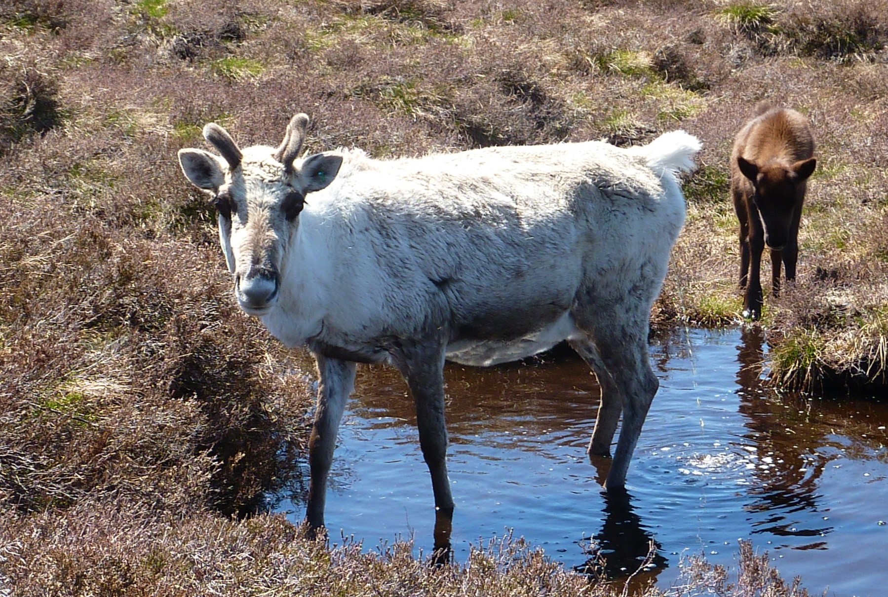 Blog – The Cairngorm Reindeer Herd
