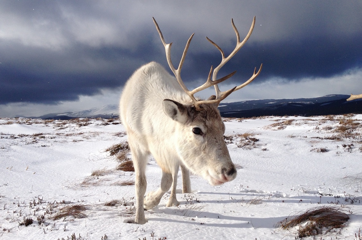 Blog – The Cairngorm Reindeer Herd