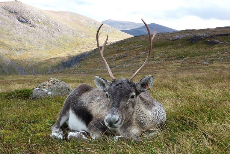 Blog – The Cairngorm Reindeer Herd