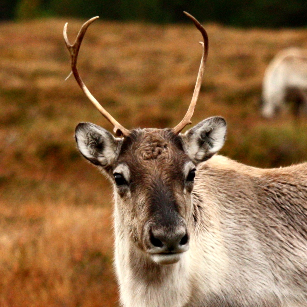 Adopt – The Cairngorm Reindeer Herd