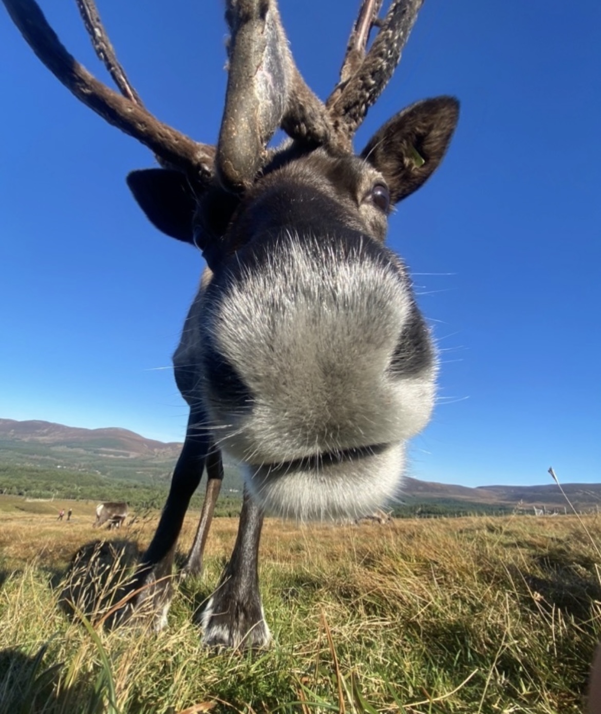 How Isla became a reindeer herder… - The Cairngorm Reindeer Herd