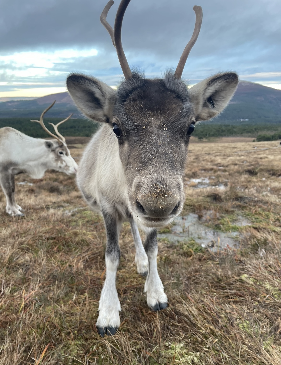 How Isla became a reindeer herder… - The Cairngorm Reindeer Herd