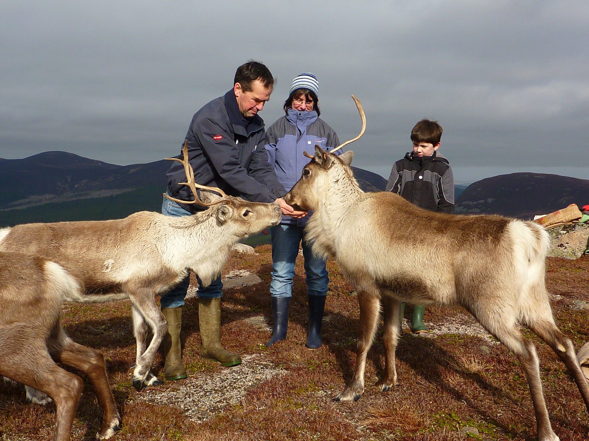 Blog – The Cairngorm Reindeer Herd