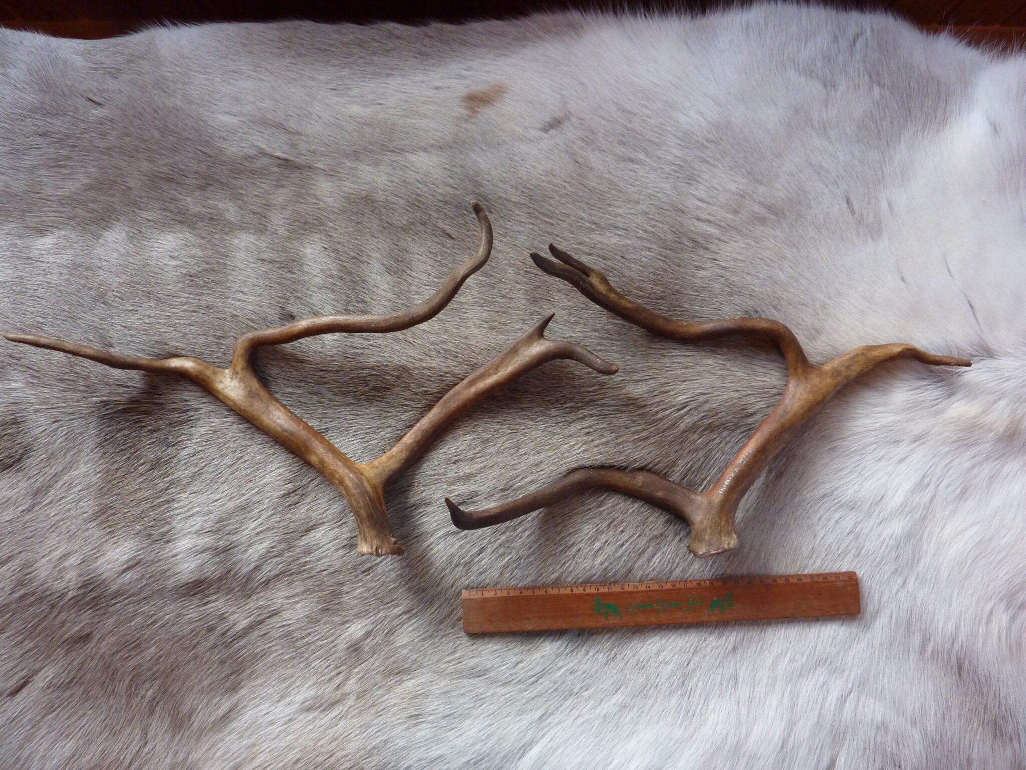 Blog – The Cairngorm Reindeer Herd