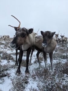 Blog – The Cairngorm Reindeer Herd
