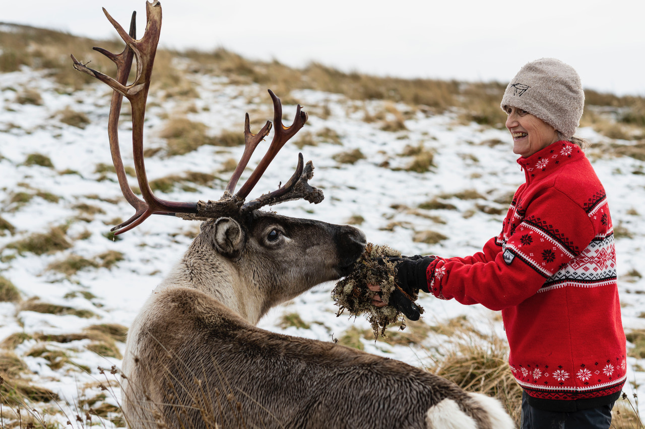 A Brand New Reindeer Centre! - The Cairngorm Reindeer Herd