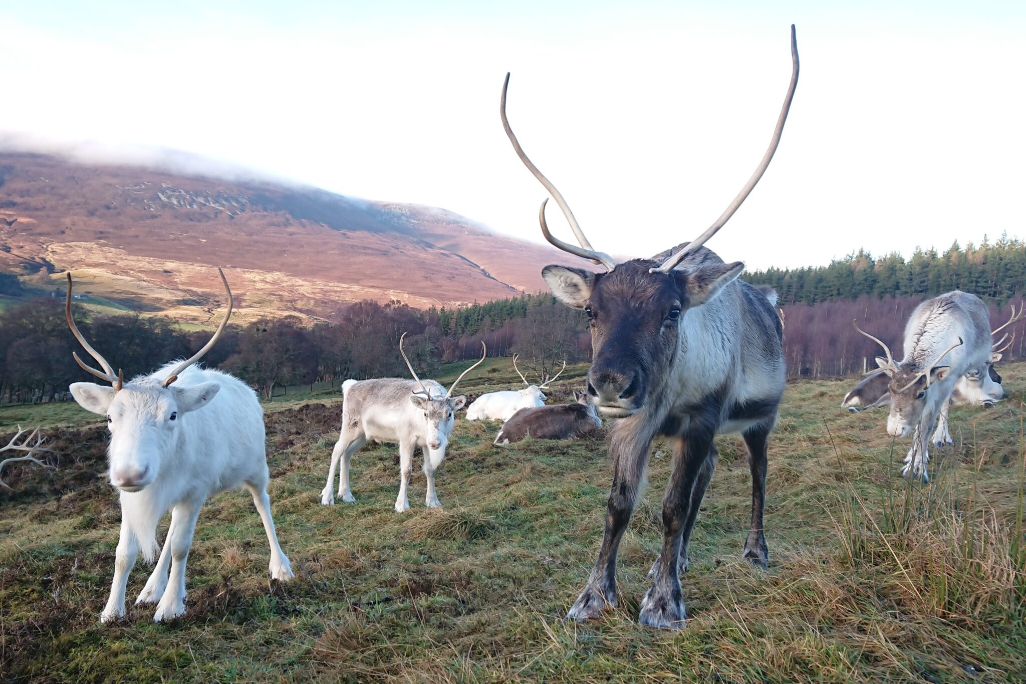 Visit the reindeer at Glenlivet – The Cairngorm Reindeer Herd