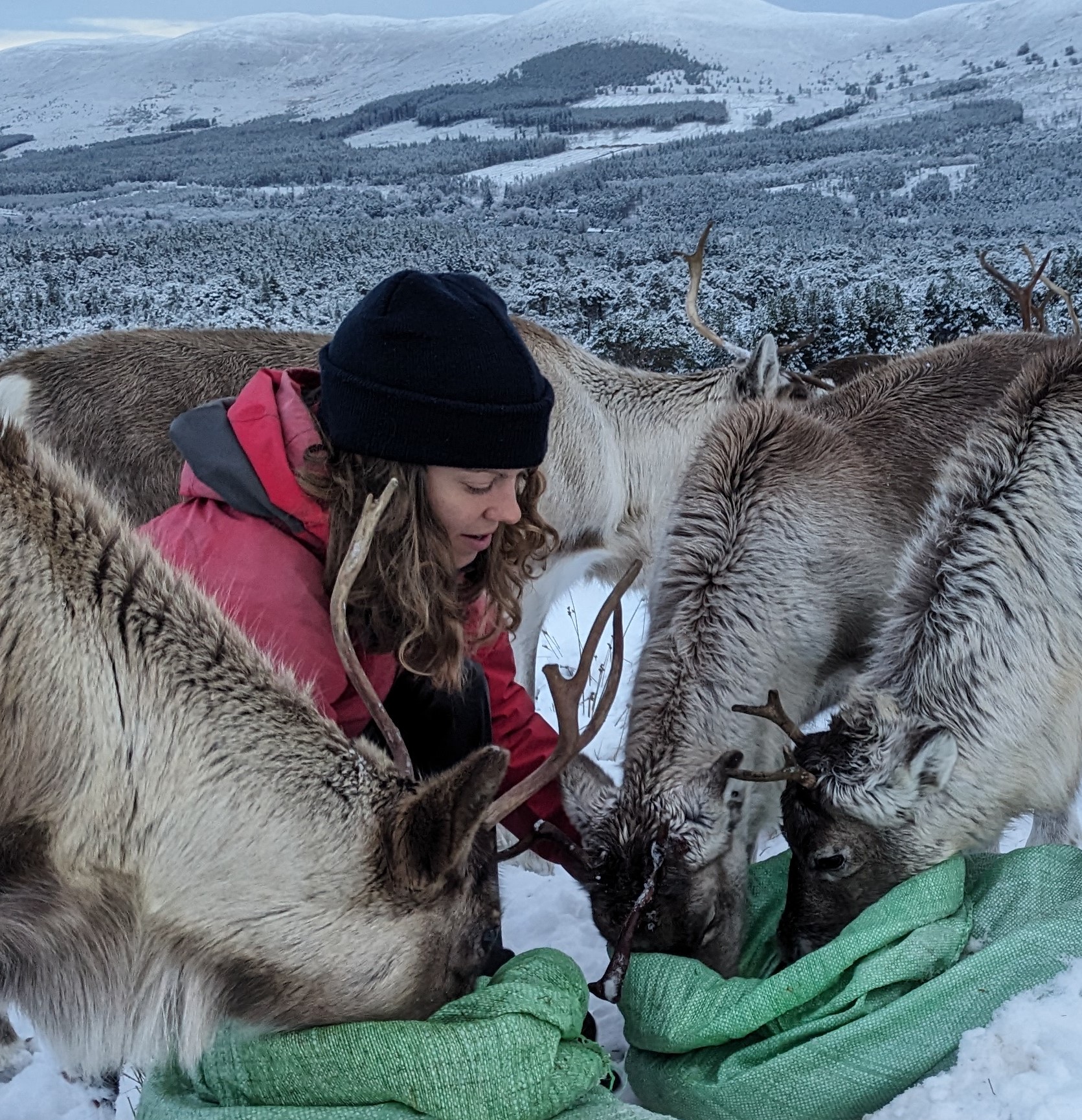 Who’s who – The Cairngorm Reindeer Herd