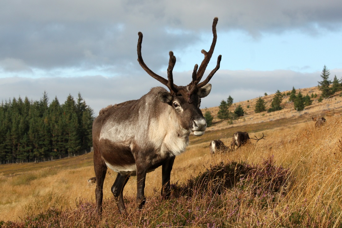 Blog – The Cairngorm Reindeer Herd