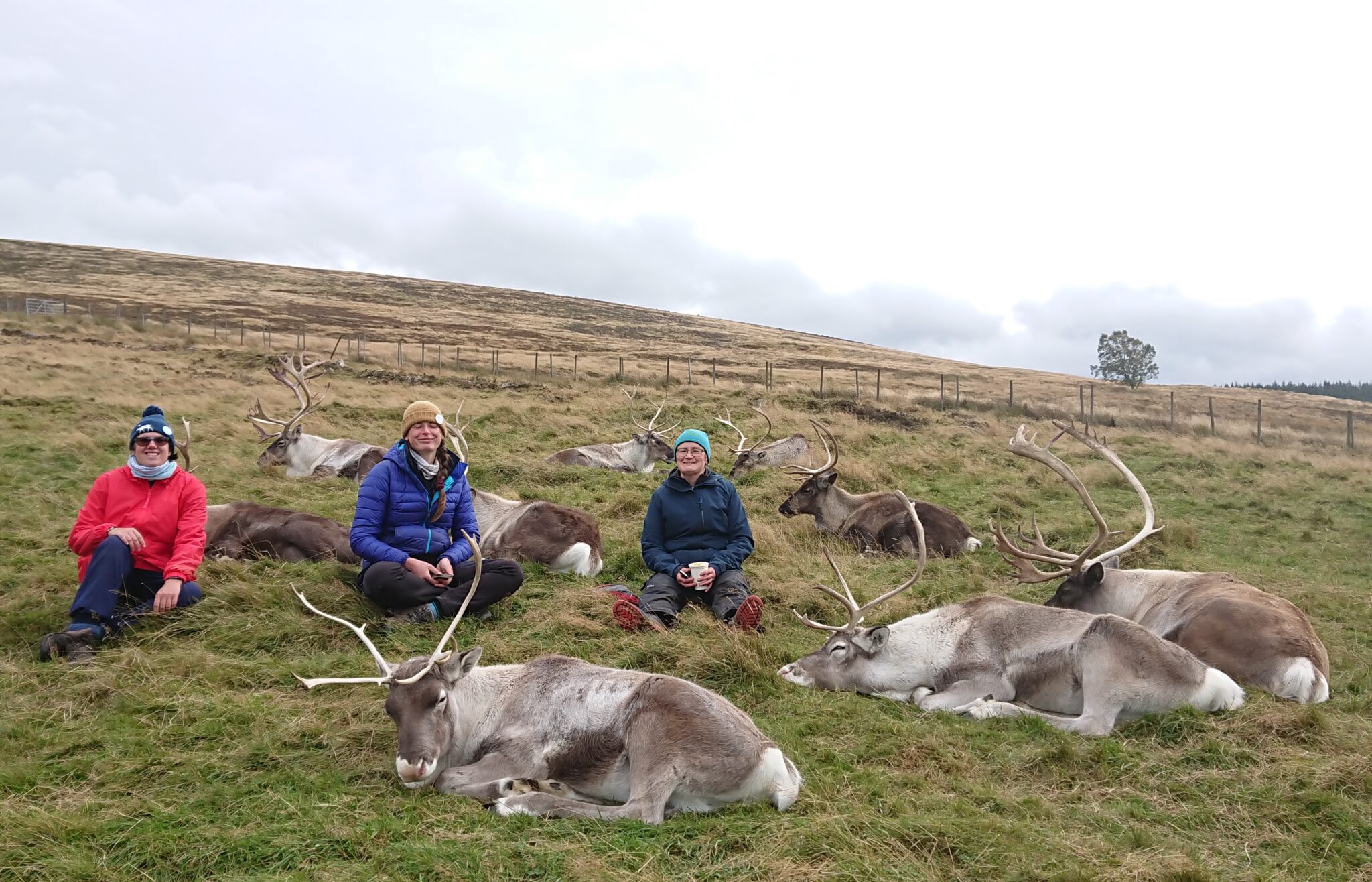 Visit the reindeer at Glenlivet – The Cairngorm Reindeer Herd