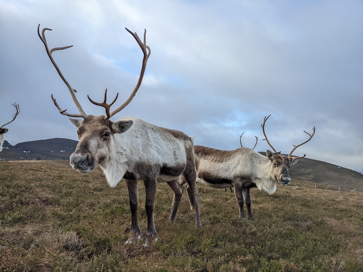Oldest male and oldest female in our herd - The Cairngorm Reindeer Herd