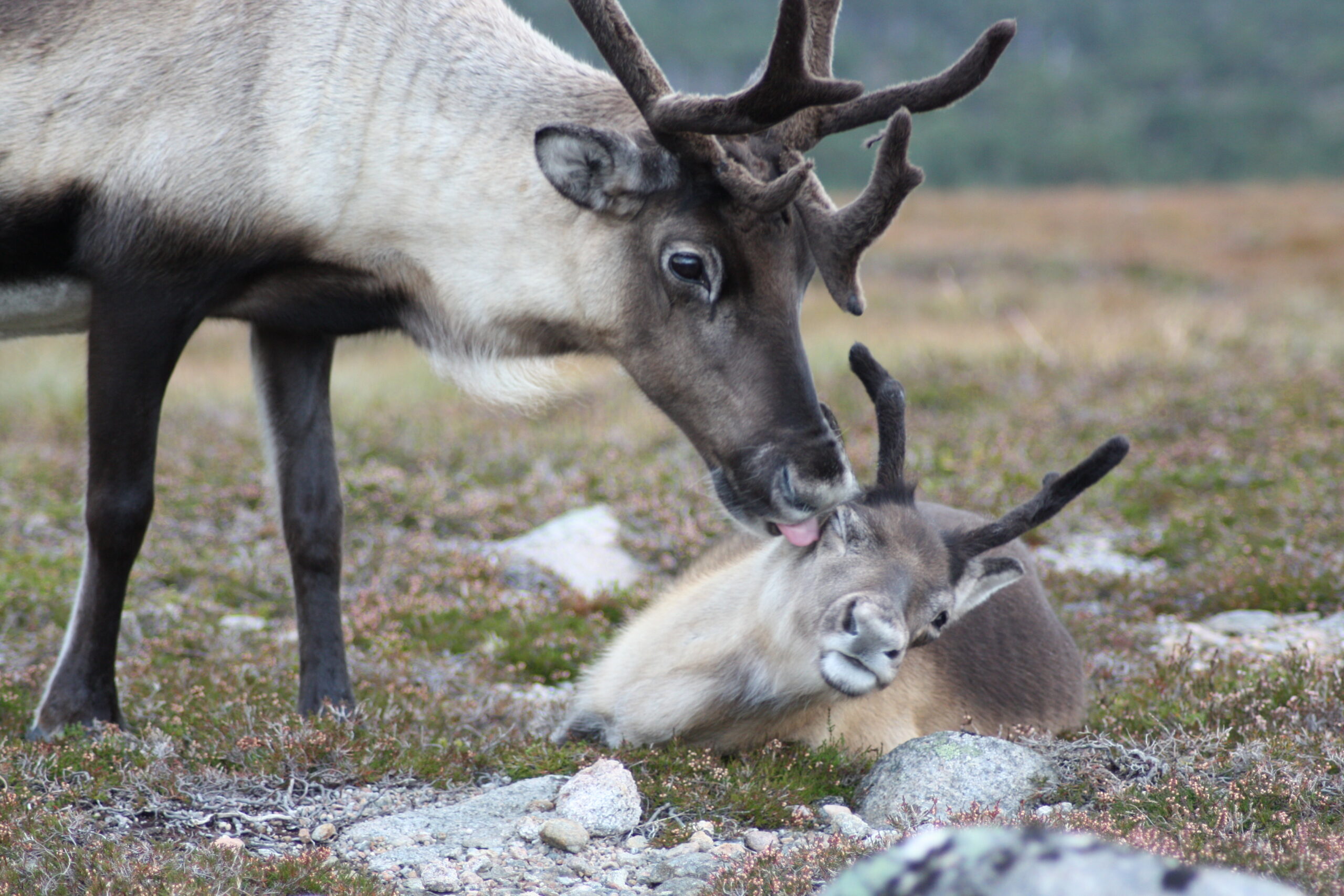 Why can’t I touch the reindeer?! - The Cairngorm Reindeer Herd