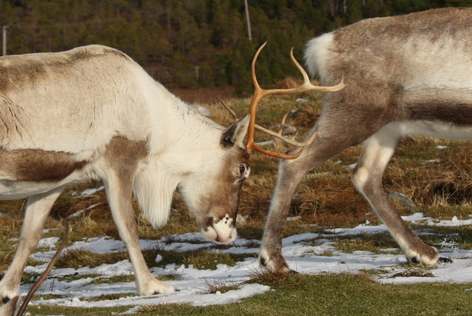 Why can’t I touch the reindeer?! - The Cairngorm Reindeer Herd