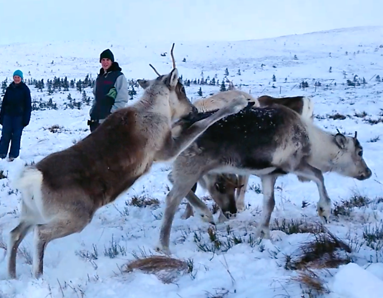 Why can’t I touch the reindeer?! - The Cairngorm Reindeer Herd