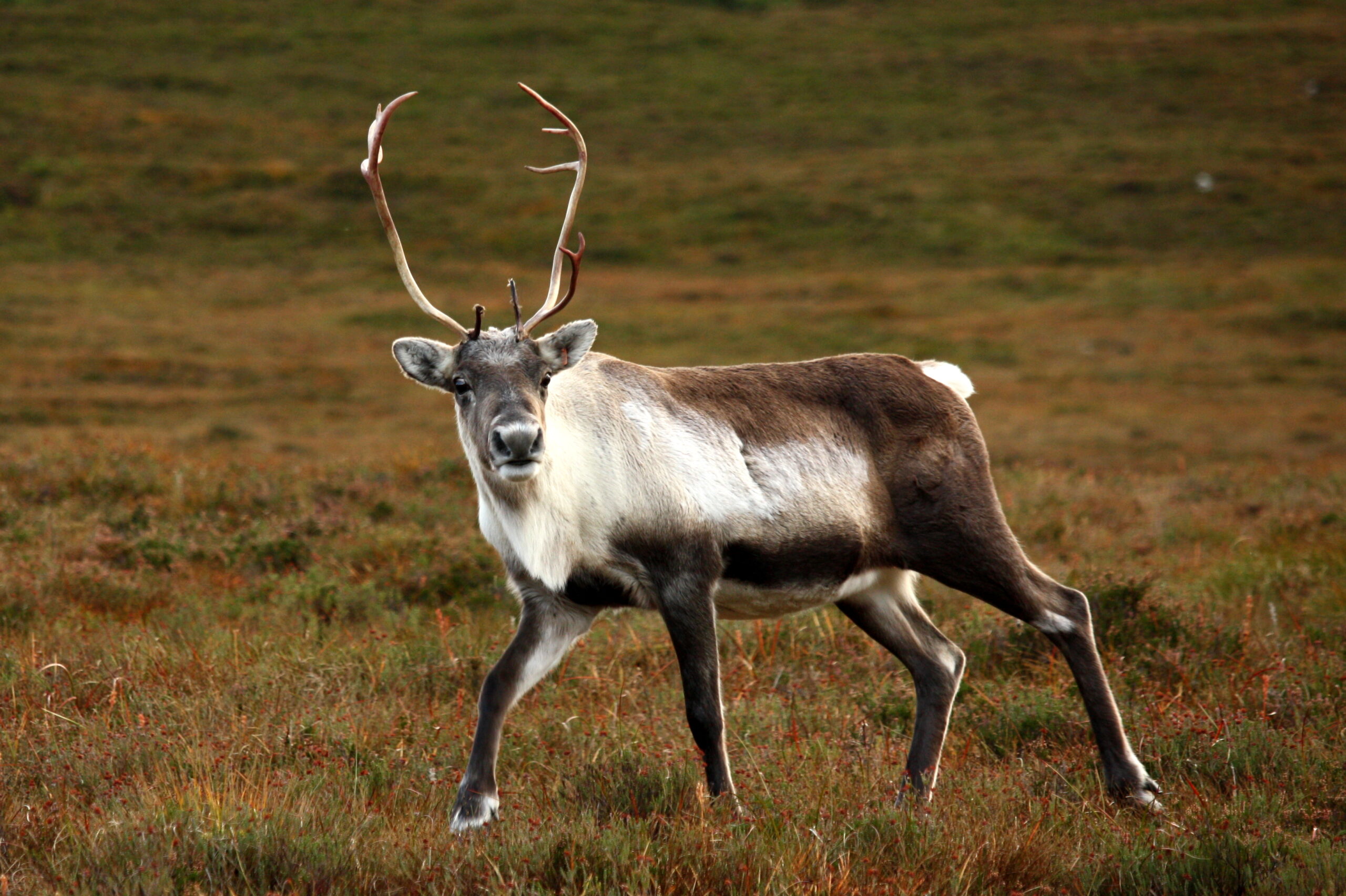 Why can’t I touch the reindeer?! - The Cairngorm Reindeer Herd