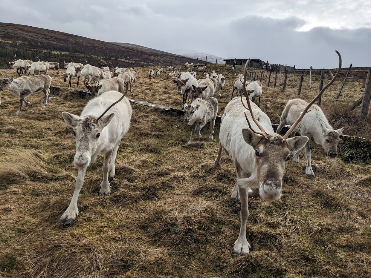Photo Blog: March 2024 - The Cairngorm Reindeer Herd