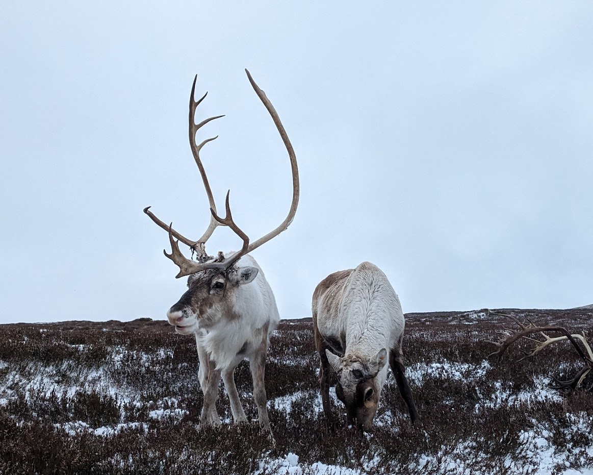 The whole herd in one day - The Cairngorm Reindeer Herd