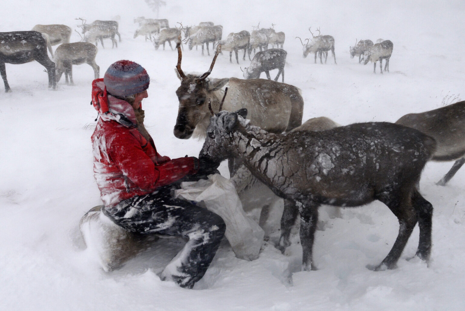 Blog – The Cairngorm Reindeer Herd