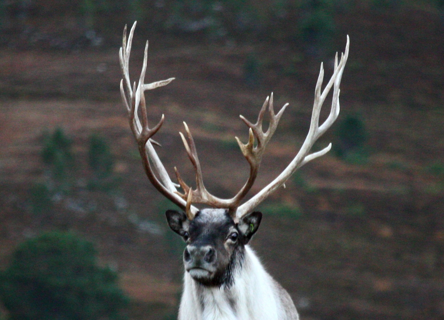 Reindeer herder pet peeves! - The Cairngorm Reindeer Herd