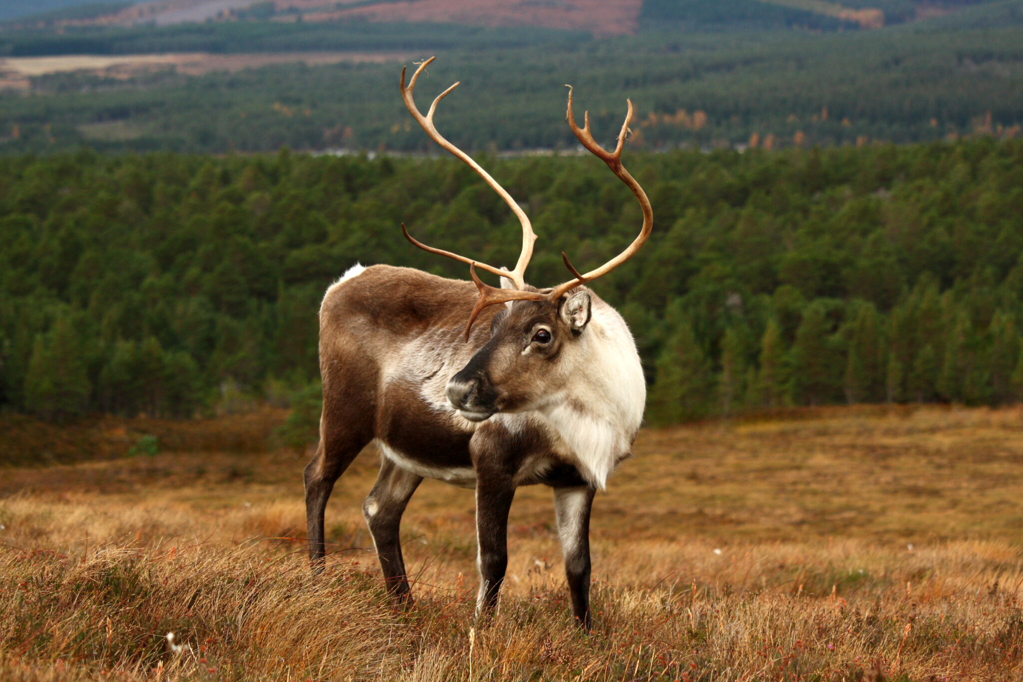 Blog – The Cairngorm Reindeer Herd