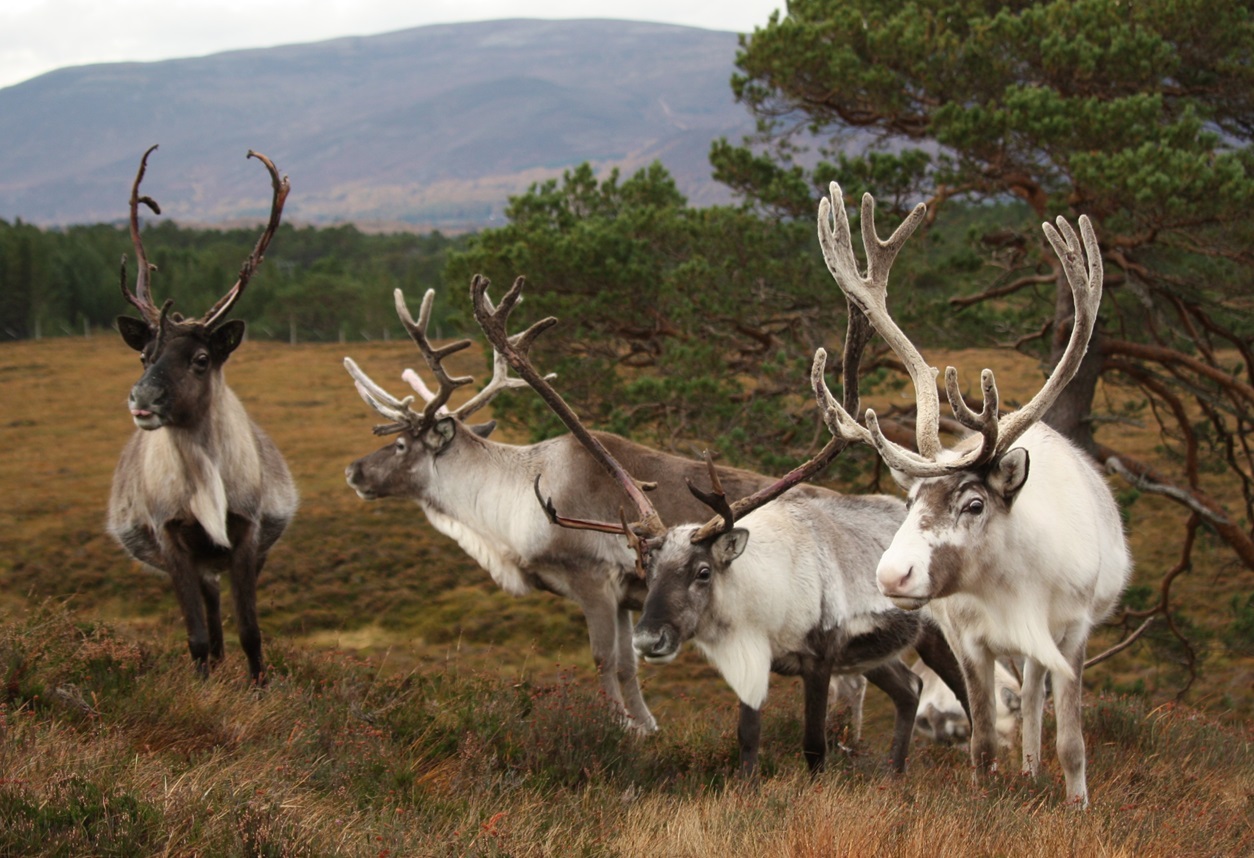 Reindeer herder pet peeves! – The Cairngorm Reindeer Herd