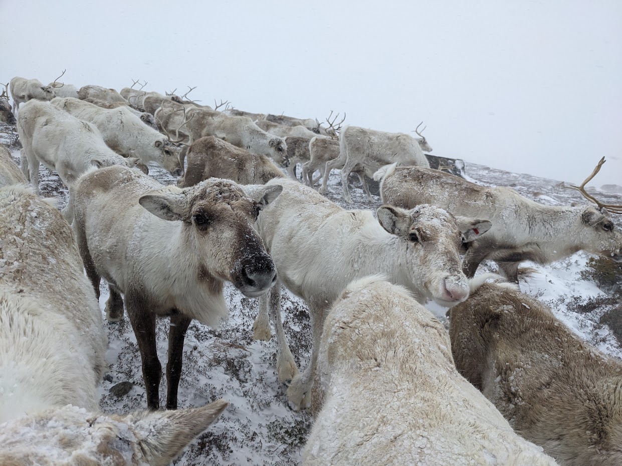 Blog – The Cairngorm Reindeer Herd