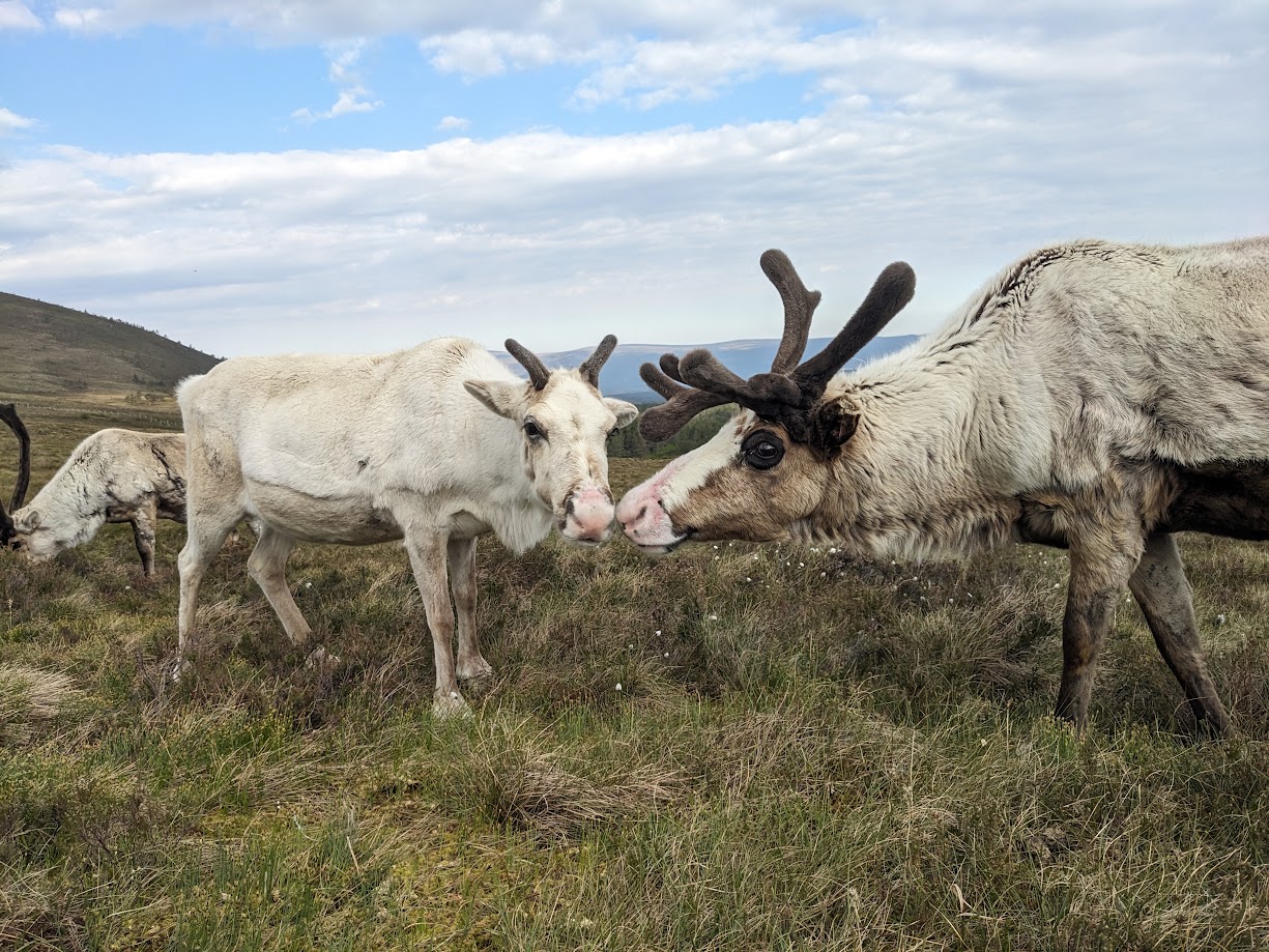 Blog – The Cairngorm Reindeer Herd