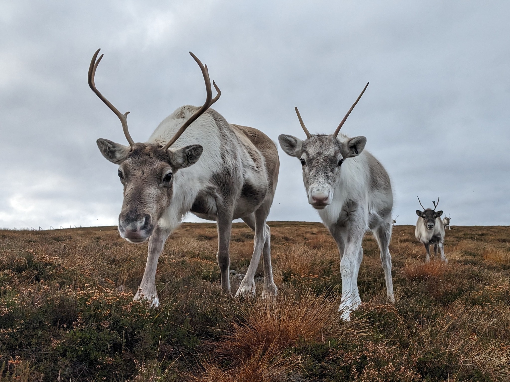 Reindeer Lookalikes – The Cairngorm Reindeer Herd