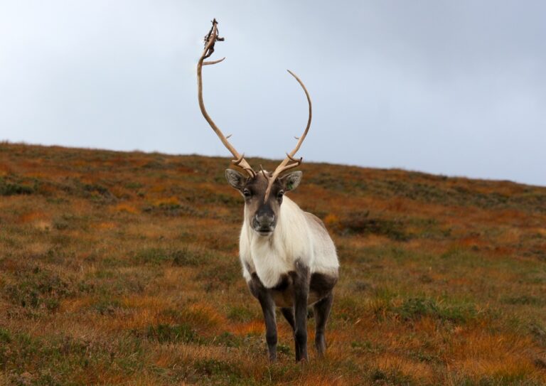 Blog – The Cairngorm Reindeer Herd