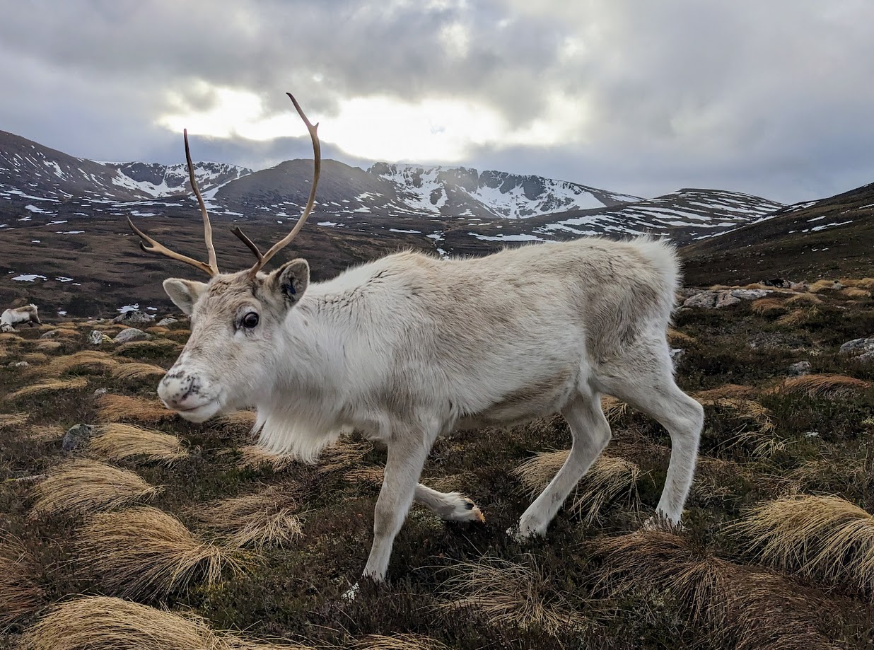 Blog – The Cairngorm Reindeer Herd