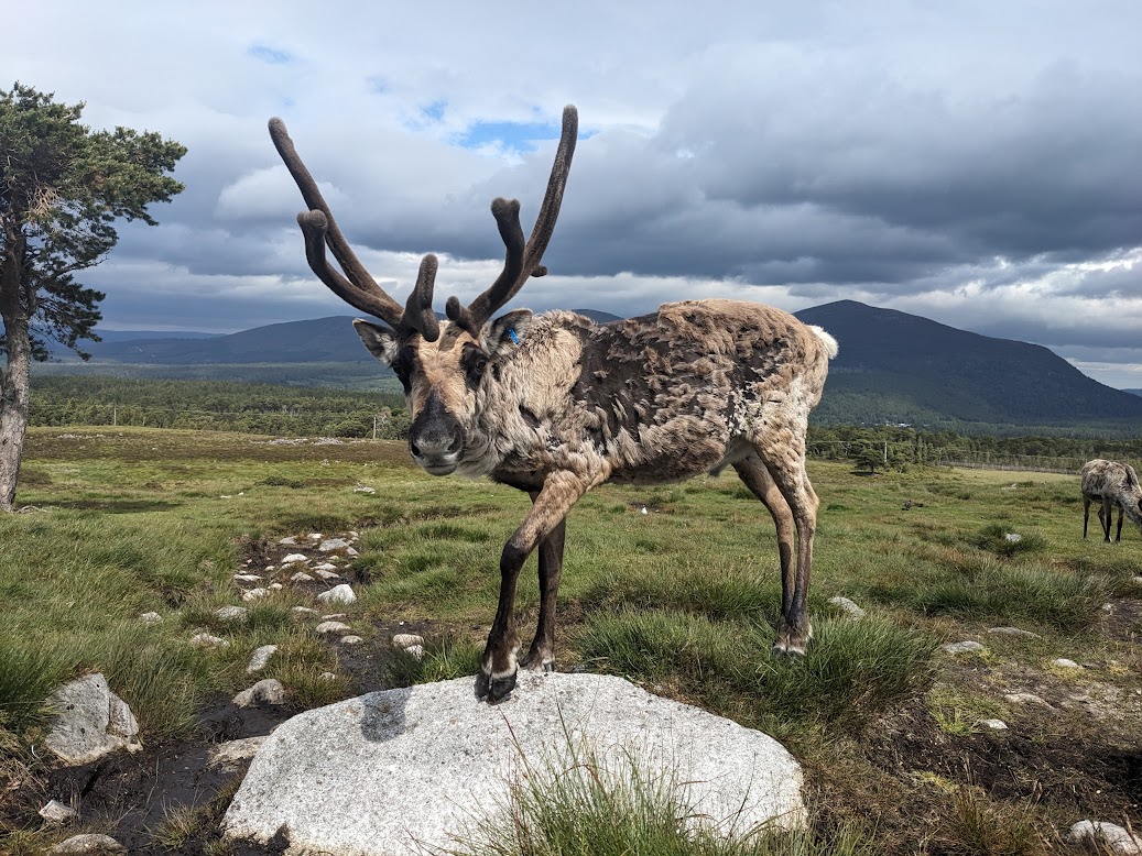 Photo Blog: June 2024 - The Cairngorm Reindeer Herd