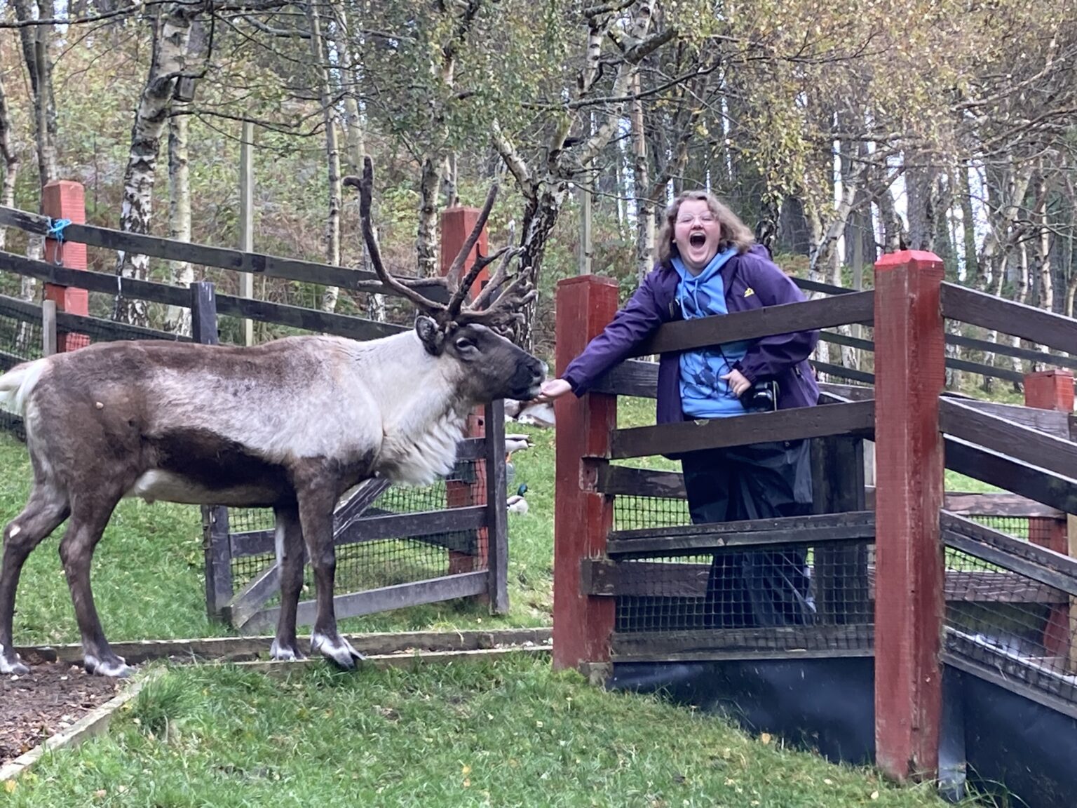 An Update on our New Reindeer Centre - The Cairngorm Reindeer Herd