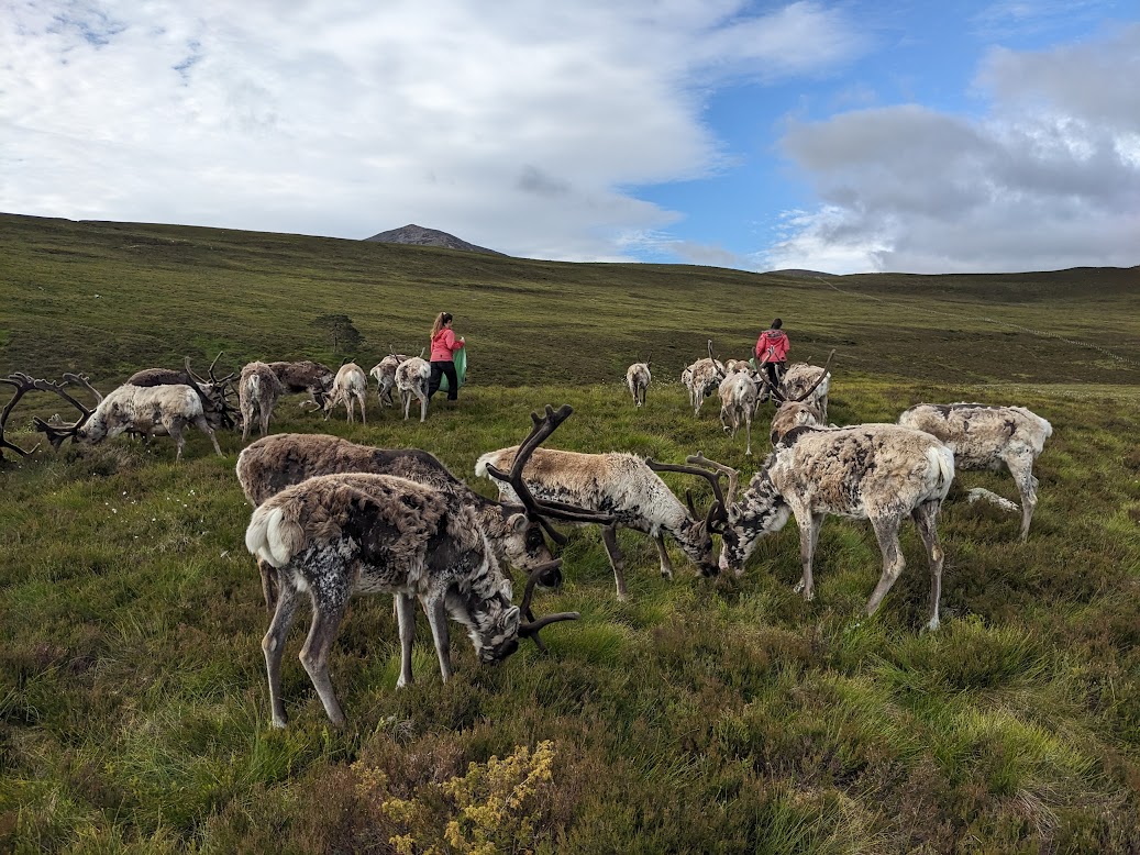 Photo Blog: June 2024 - The Cairngorm Reindeer Herd