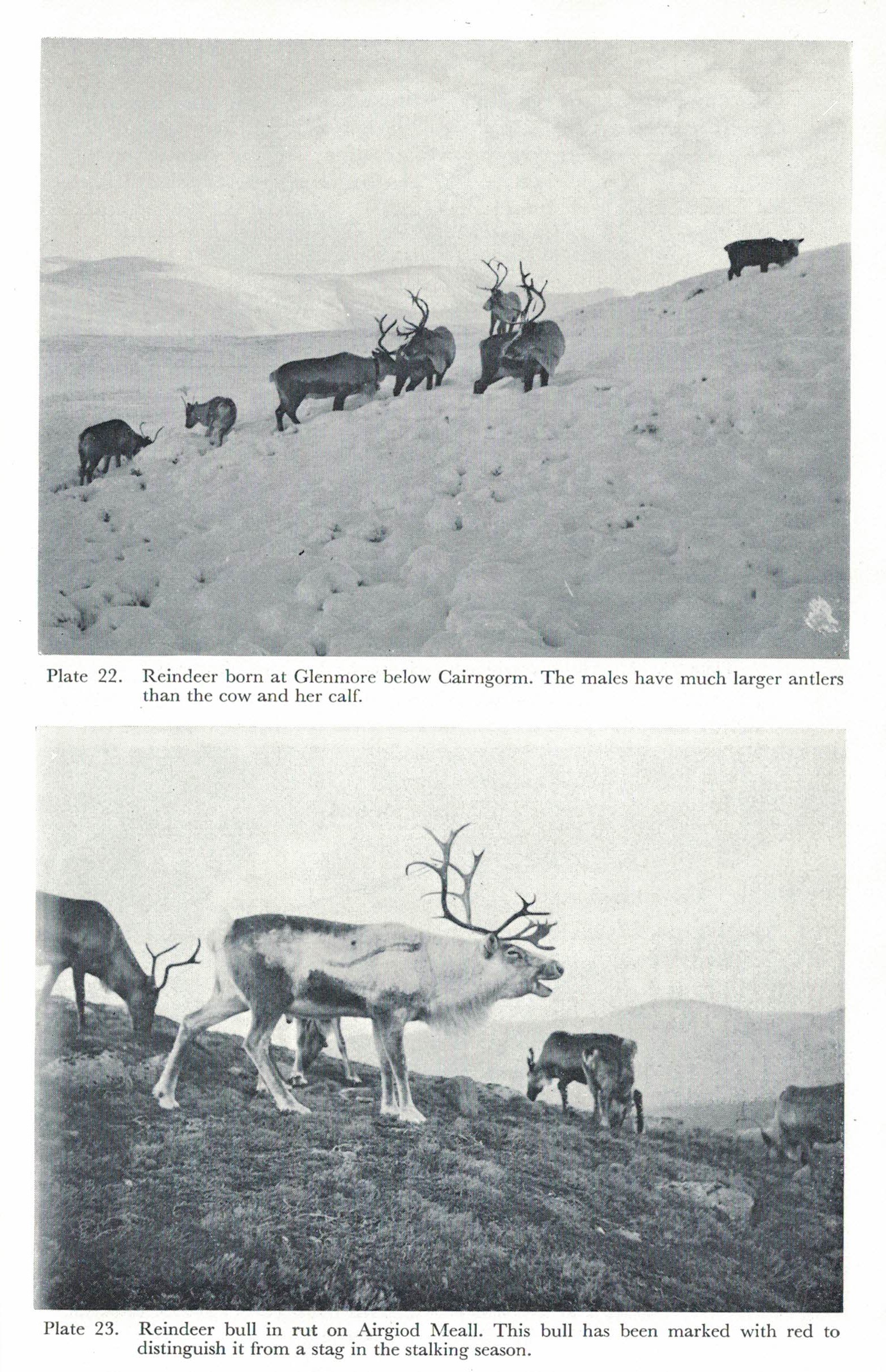 An Old Glenmore Book - The Cairngorm Reindeer Herd