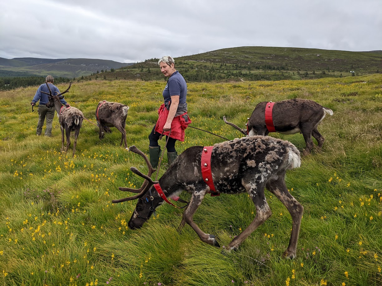 A Reindeer Herder and Artist - The Cairngorm Reindeer Herd