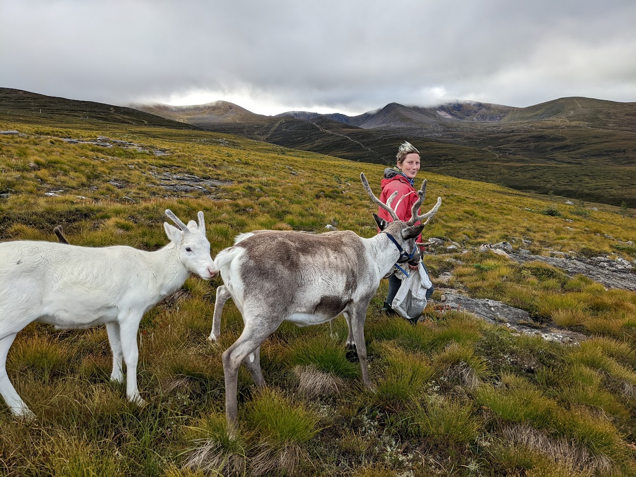 A Reindeer Herder and Artist - The Cairngorm Reindeer Herd