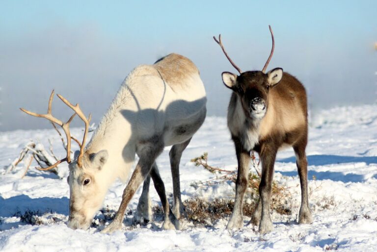 Blog – The Cairngorm Reindeer Herd