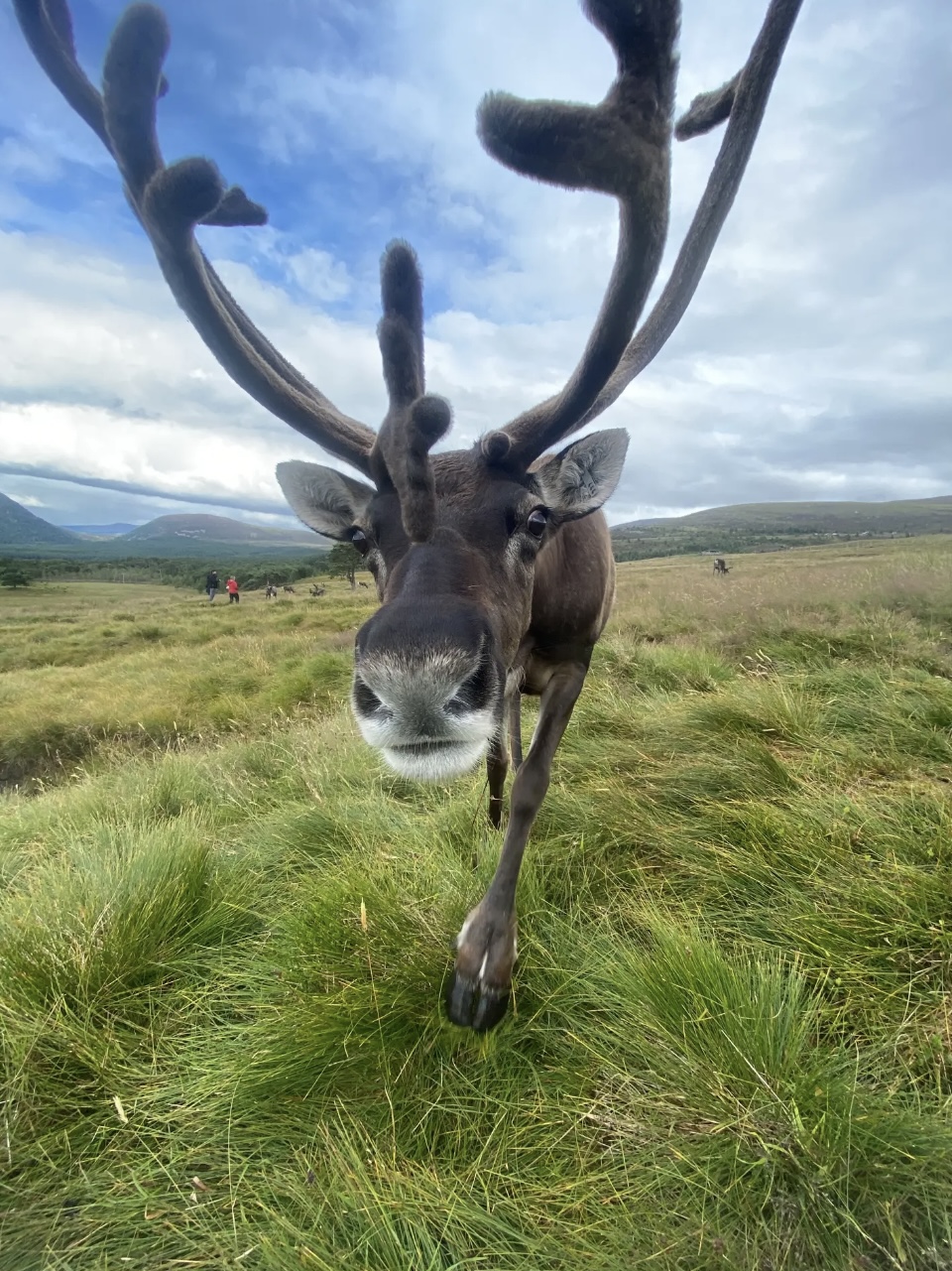 Isla’s favourite pics! - The Cairngorm Reindeer Herd