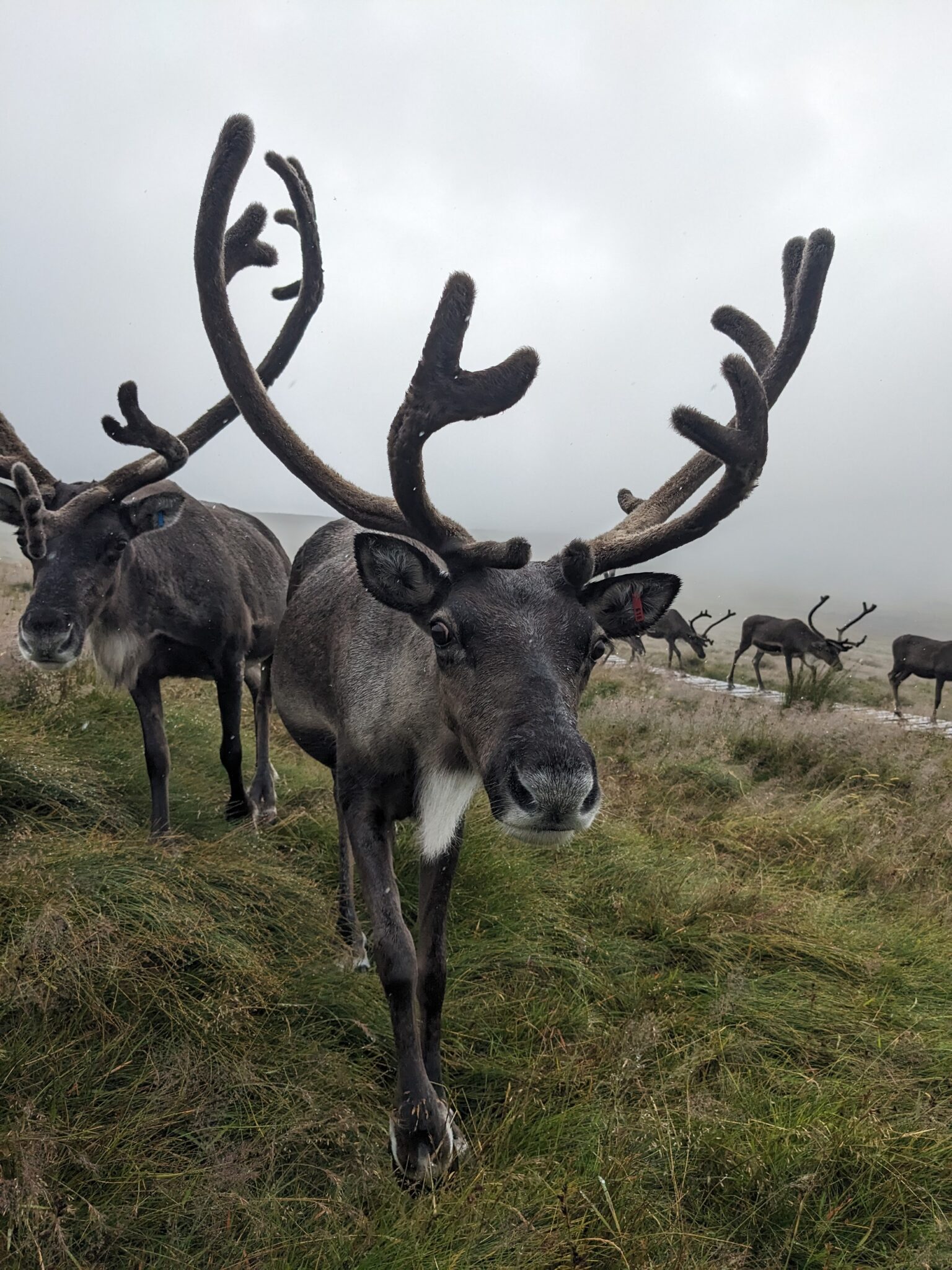 Blog – The Cairngorm Reindeer Herd