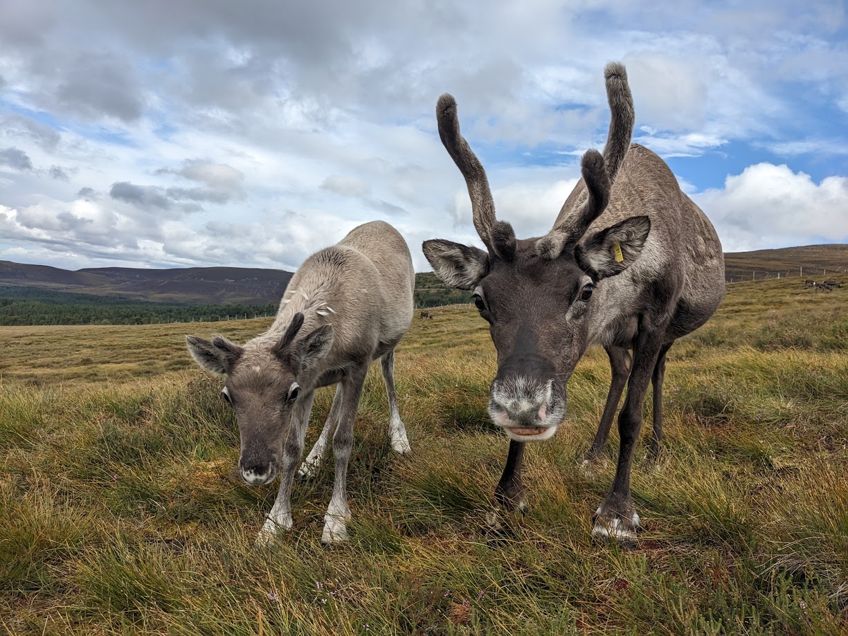 Blog – The Cairngorm Reindeer Herd